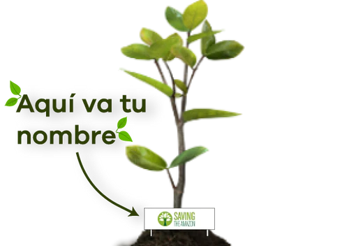 DONATE A TREE – Saving The Amazon